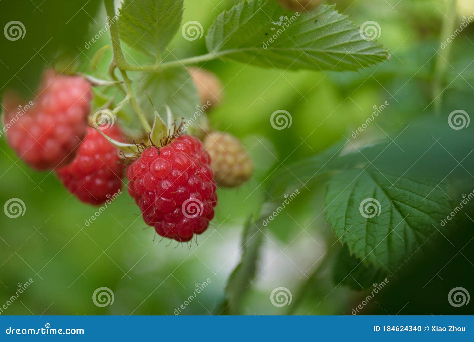 HERITAGE Raspberry stock photo. Image of nature, leaf - 184624340