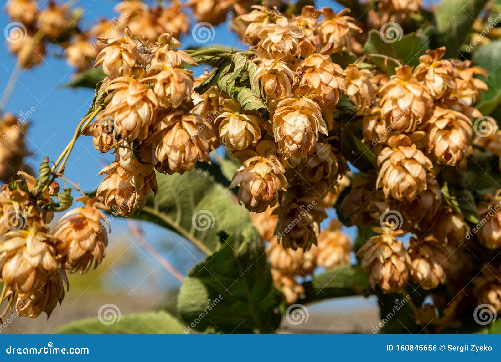 Ripe Hop Buds in the Garden Stock Photo - Image of beer, agriculture ...
