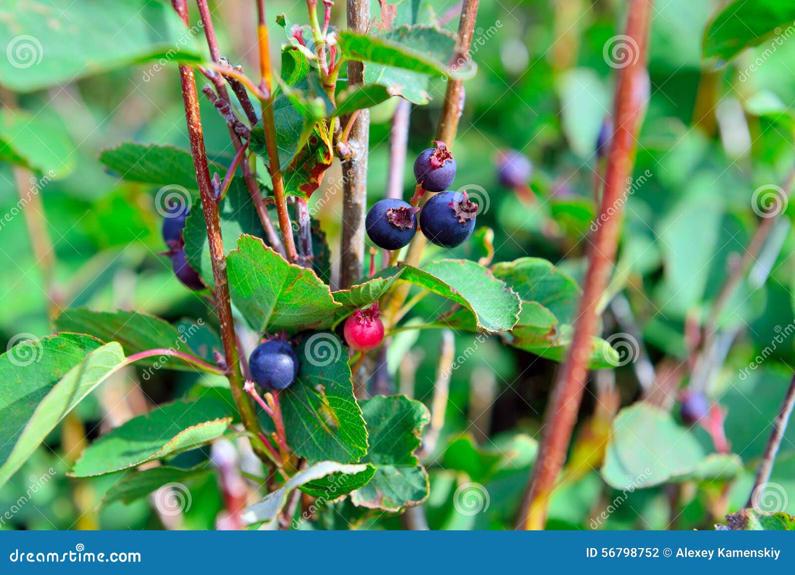 Ripe huckleberry stock photo. Image of spring, wild, green - 56798752