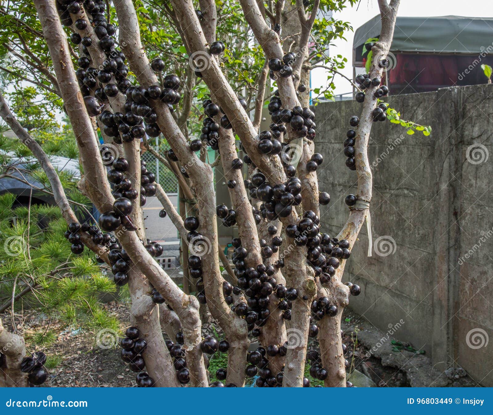 Jabuticaba Fruit With Textured Background. Royalty-Free Stock Image ...
