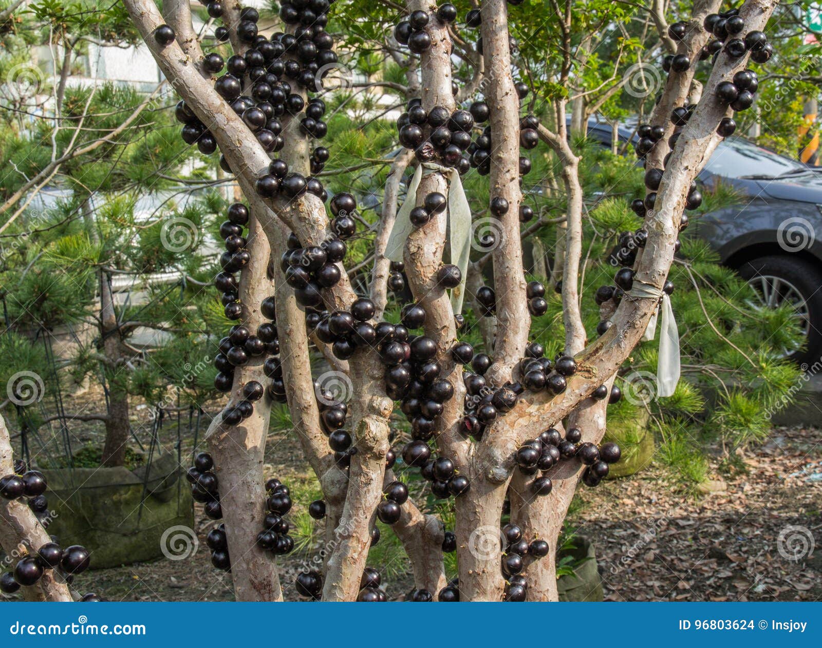 Jabuticaba Fruit On Tree, South Florida Royalty-Free Stock Photo ...