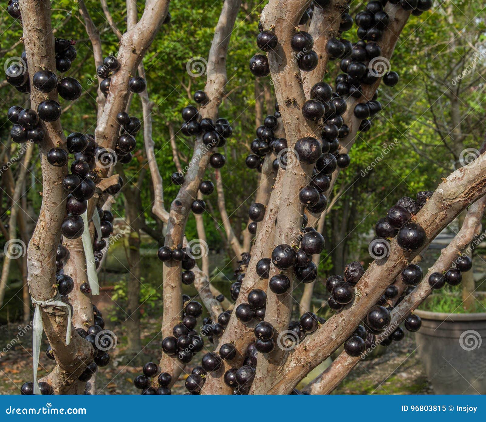 Jabuticaba Fruit On Tree, South Florida Royalty-Free Stock Photo ...