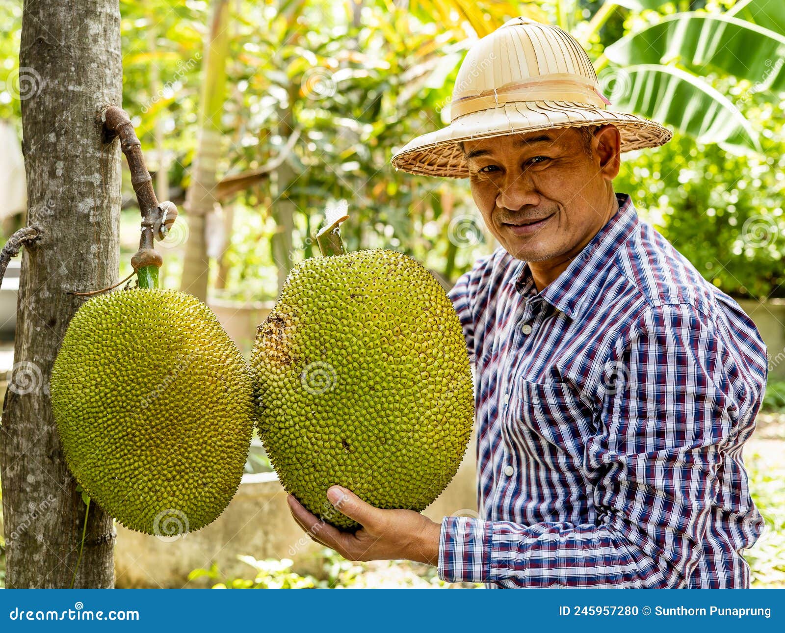 Ripe Jackfruit Hanging on the Jackfruit Tree Stock Photo - Image of ...