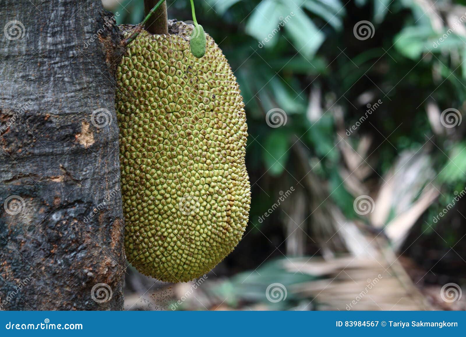 Jackfruit On A Jack Tree. Royalty-Free Stock Photo | CartoonDealer.com ...