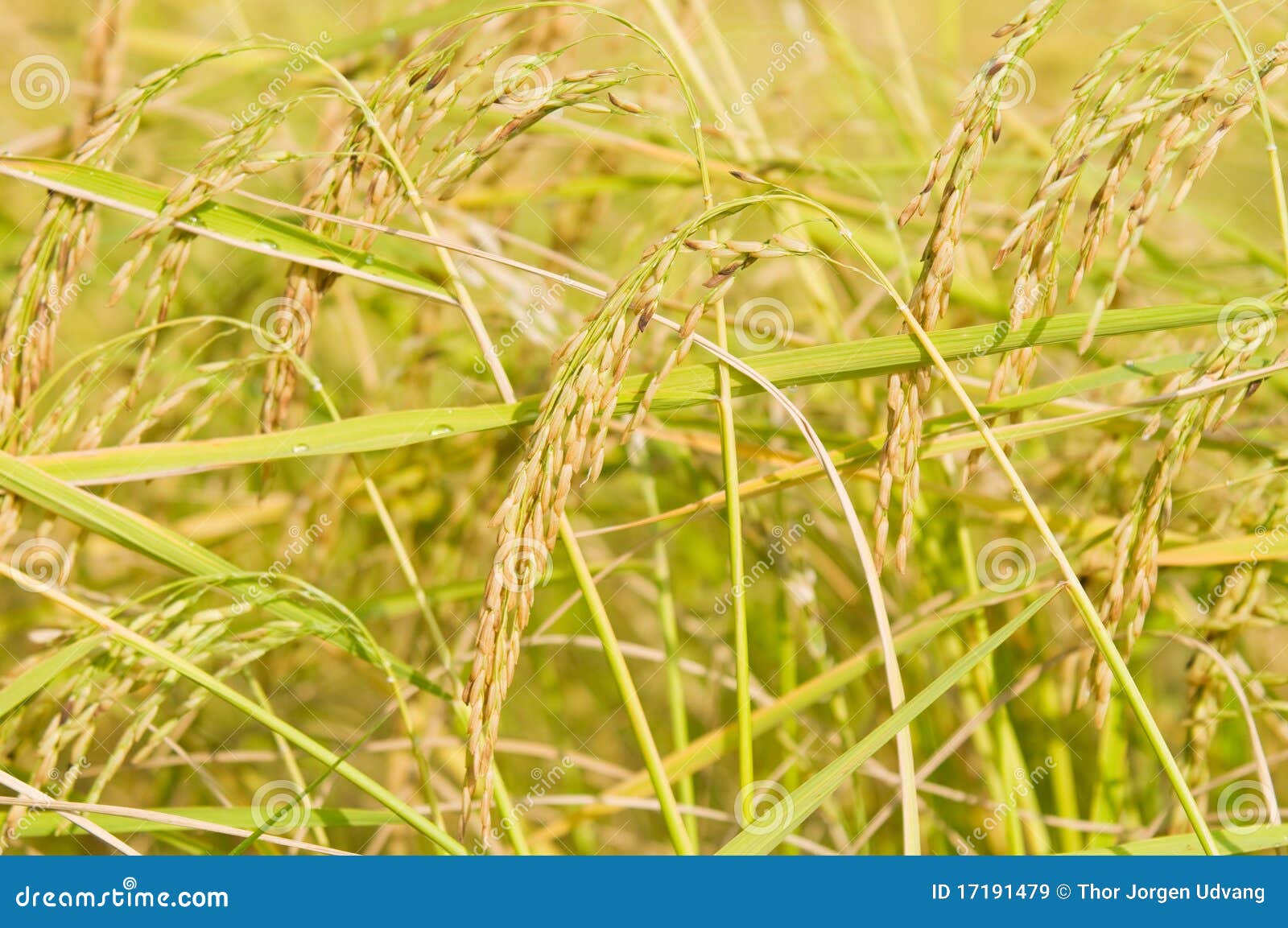 Ripe Jasmine Rice in Thailand Stock Image - Image of jasmin, plant ...