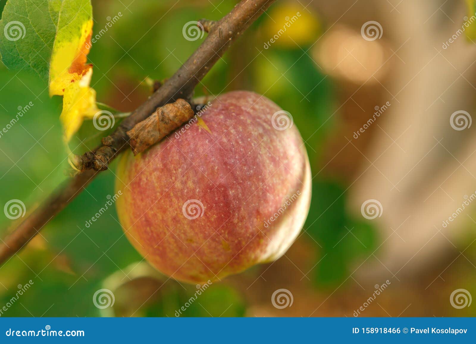 Ripe Apple on a branch stock photo. Image of gardening - 158918466