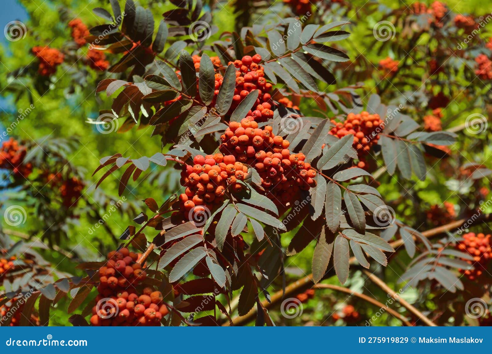 Ripe and Juicy Bunches of Red Mountain Ash in Close-up Stock Image ...