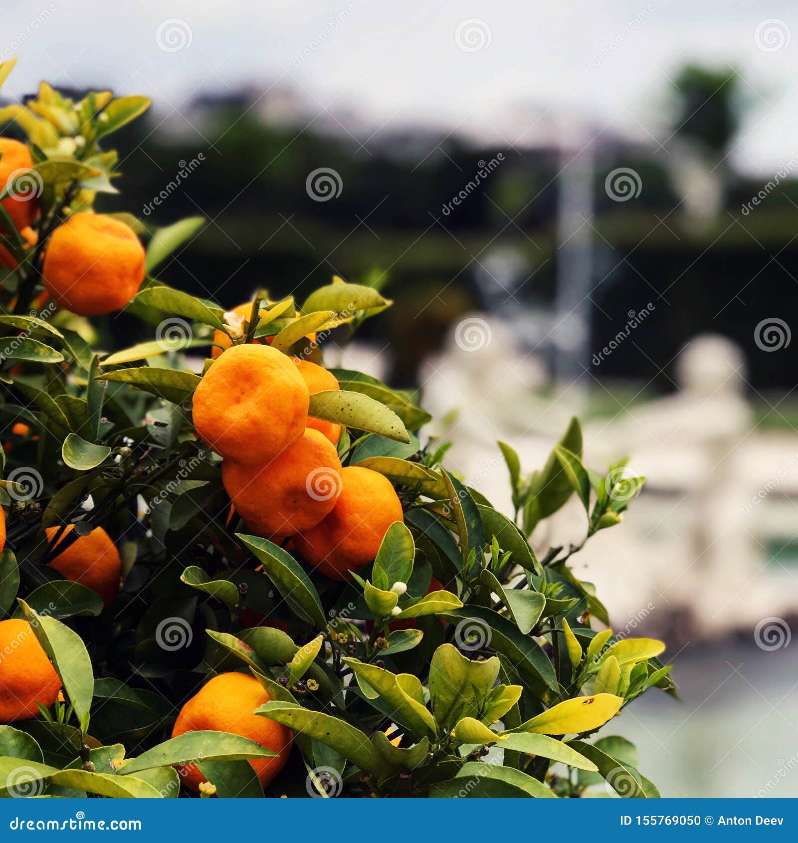 Ripe Juicy Mandarins are Grow on the Tree Stock Photo - Image of branch ...