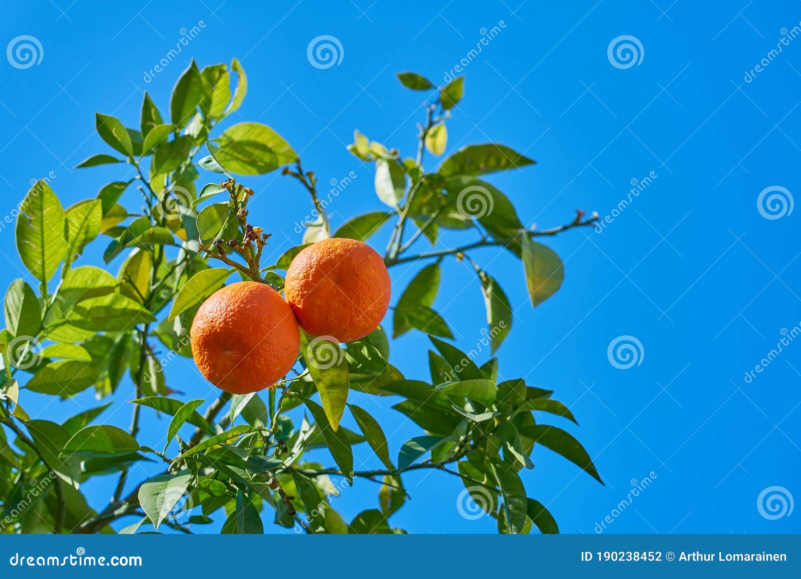 Ripe Juicy Oranges Growing on a Tree in the Sun Against a Blue Sky ...