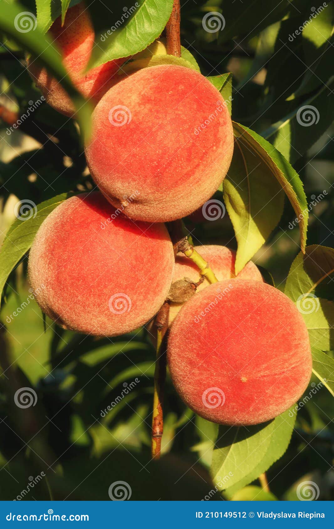 Ripe, Juicy Peaches Hang from the Tree. Ripe, Juicy Peaches Hang from ...
