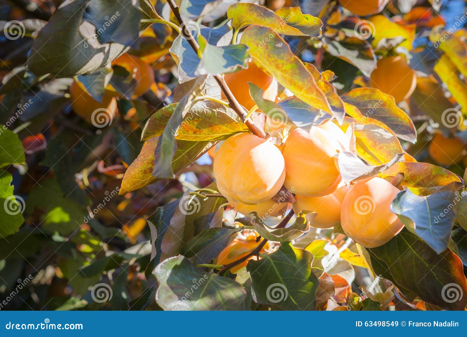 Ripe kaki on branch stock image. Image of persimmon, seasonal - 63498549