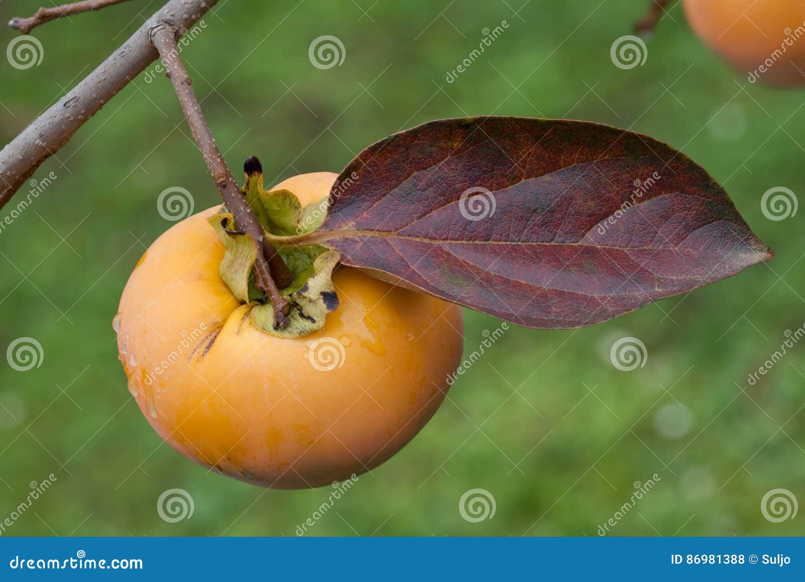 Ripe Kaki Fruit stock photo. Image of sweet, natural - 86981388