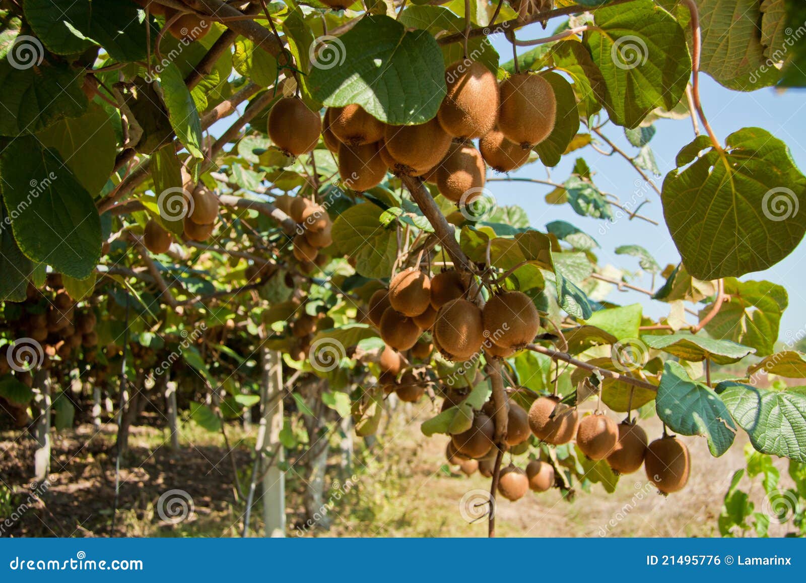 Ripe kiwi fruits stock photo. Image of kiwifruit, growing - 21495776