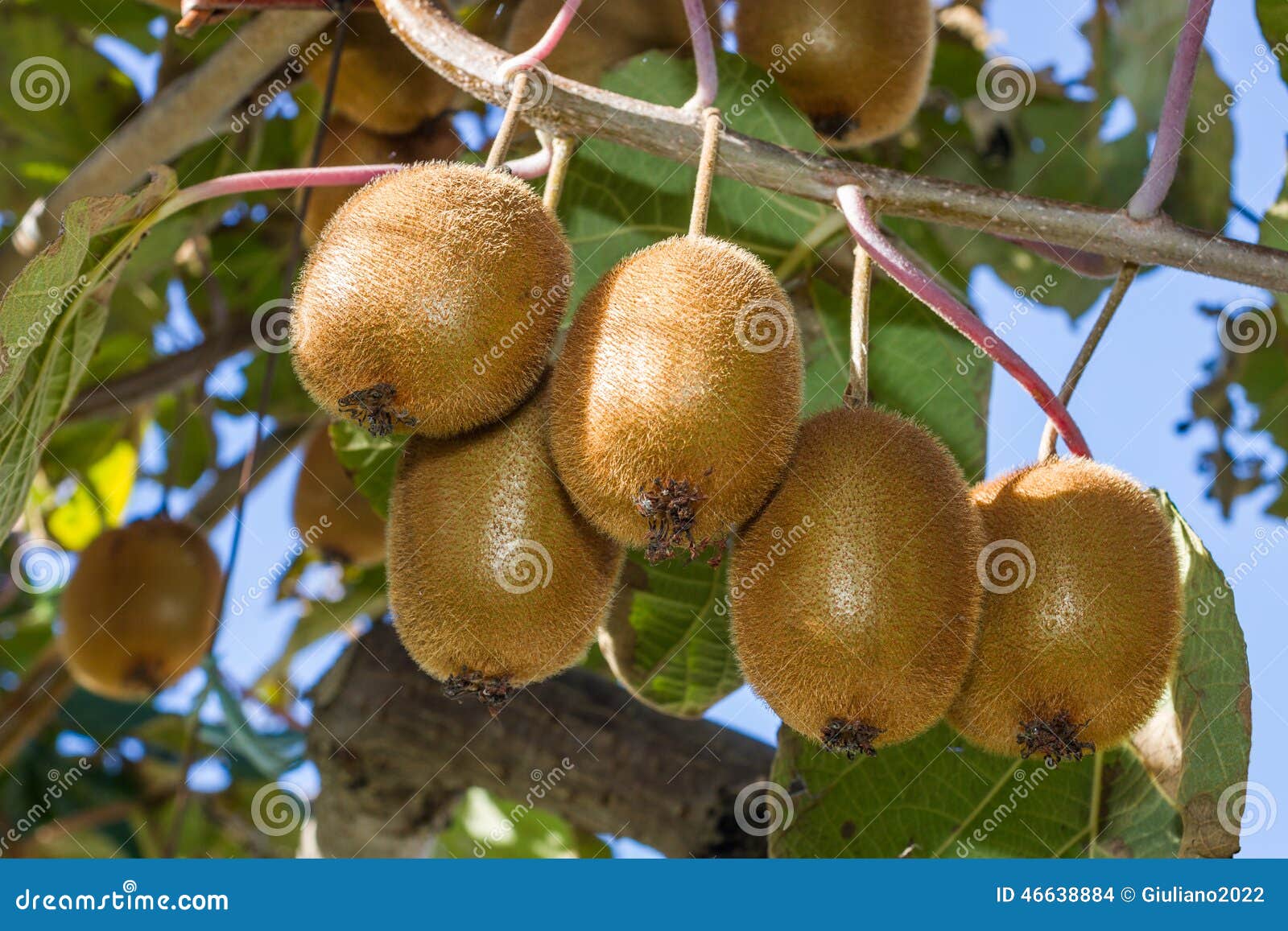 Ripe kiwis stock photo. Image of ripe, branch, fresh - 46638884