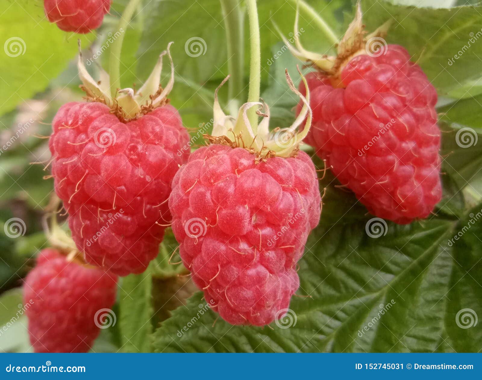 Ripe Large Red Raspberries Stock Image Image Of Raspberries 152745031