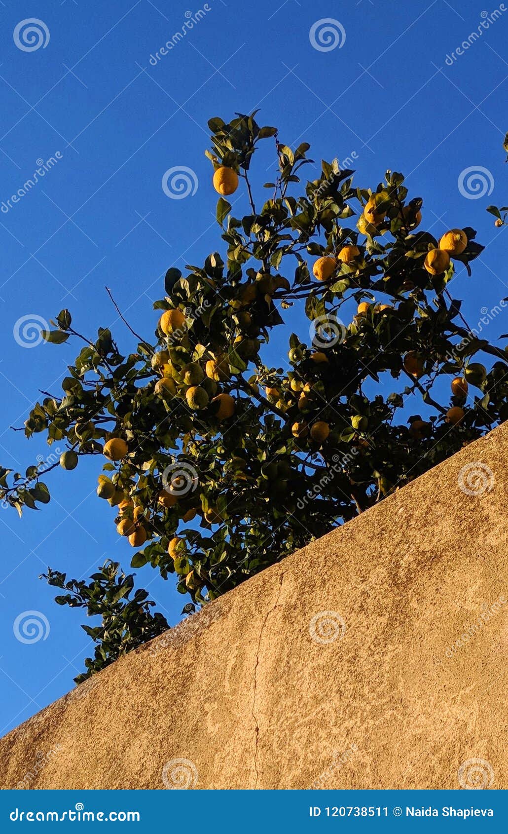 Citrus and Lemon Tree with Sunlight Stock Image - Image of hanging ...