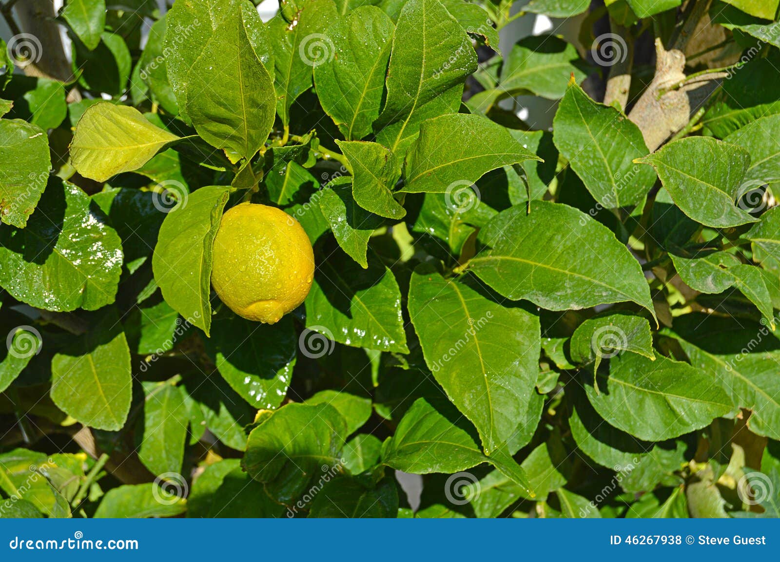An almost Ripe Lemon stock photo. Image of limon, growing - 46267938