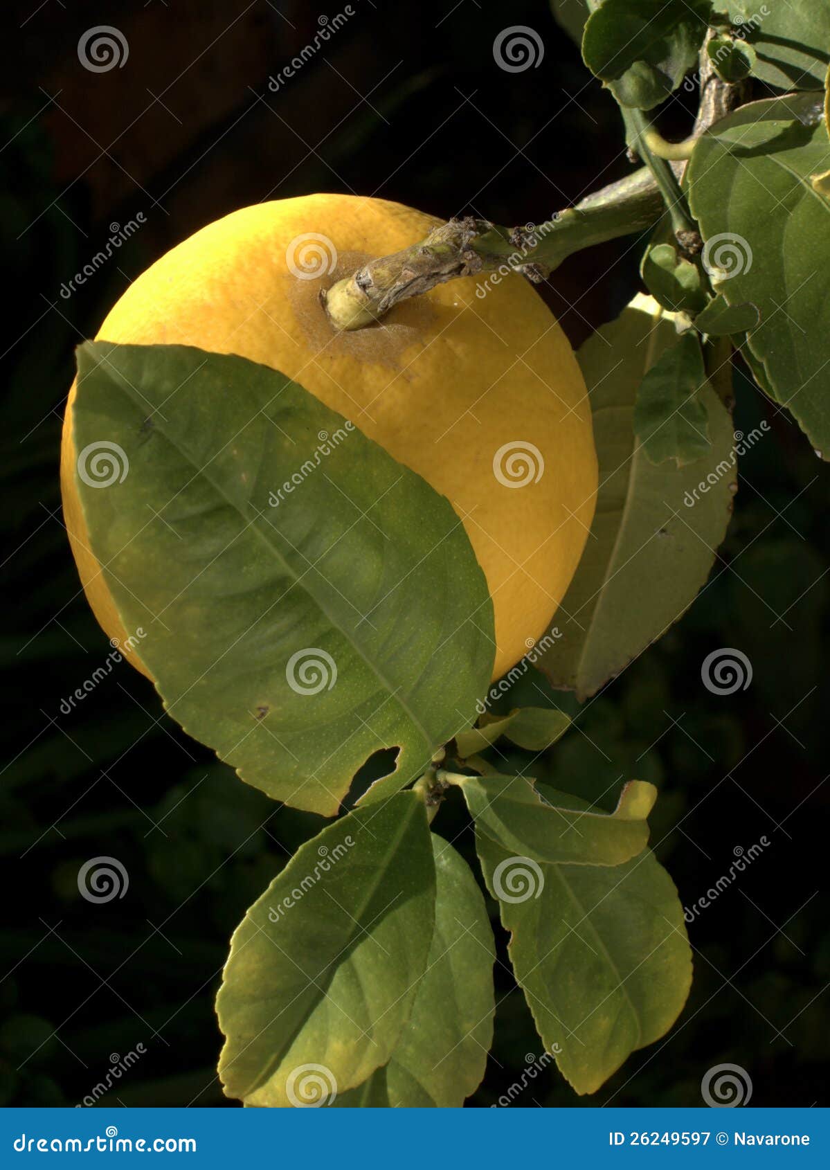 Ripe lemon on tree stock image. Image of ripeness, leafy - 26249597