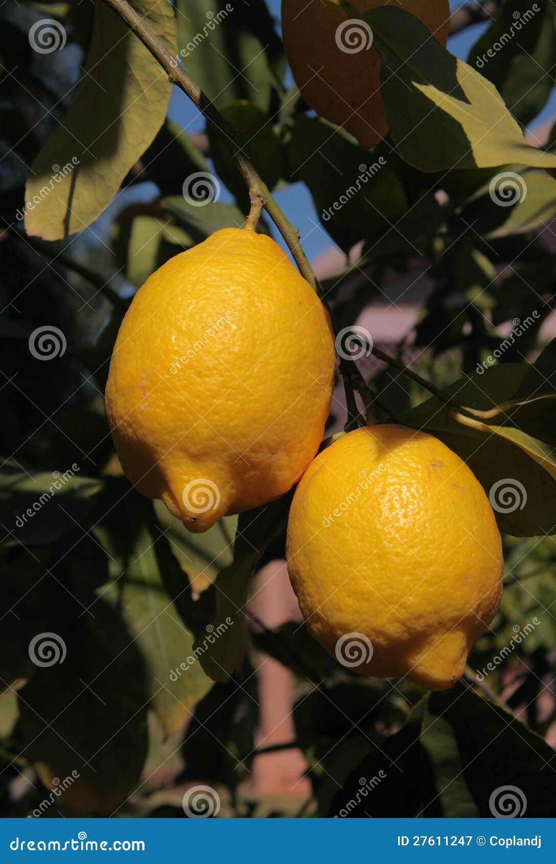 Ripe Lemons stock image. Image of vitamin, daylight, outdoors - 27611247