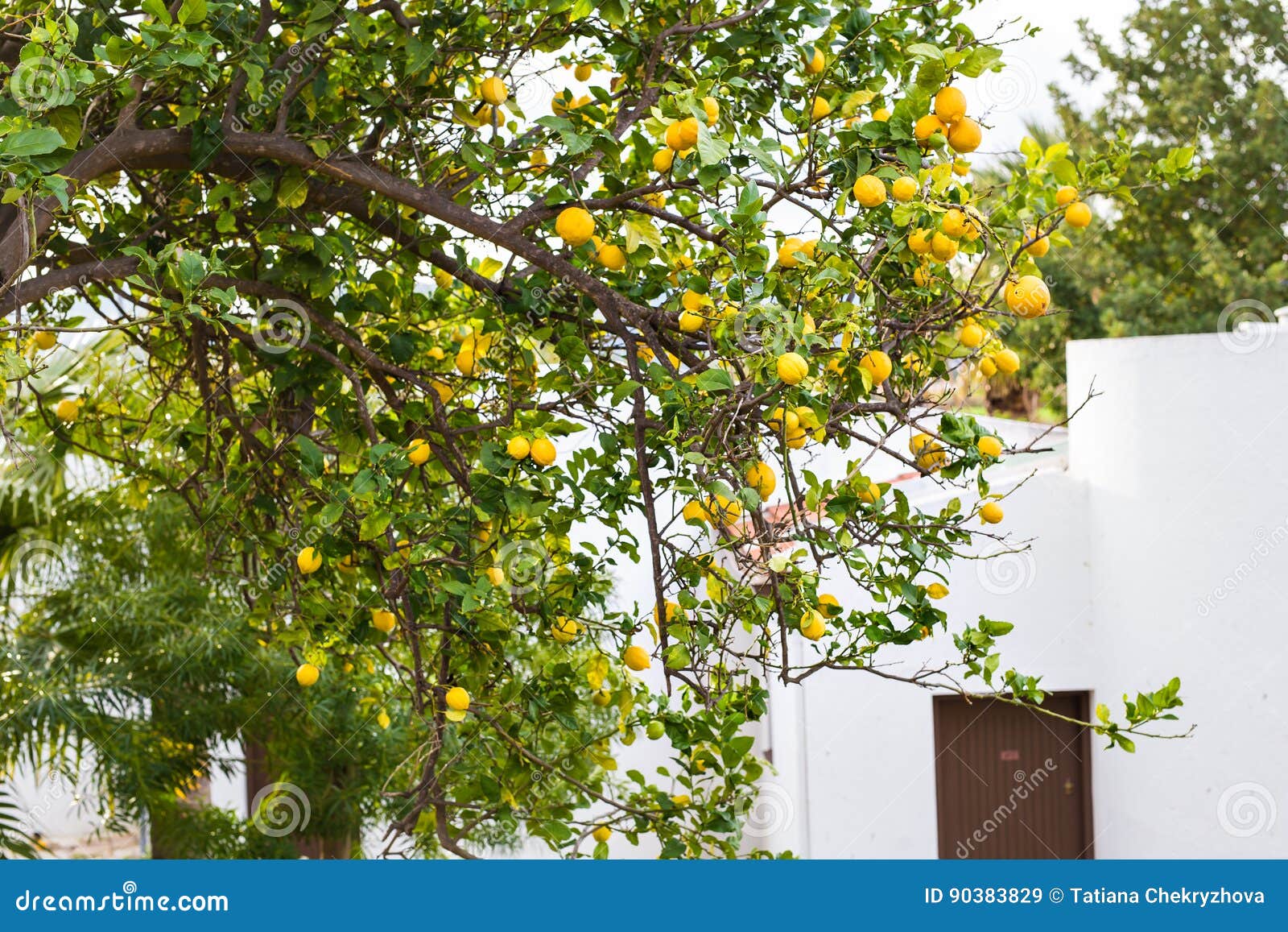 Ripe Lemons Hanging on a Tree in Greece with Sun Rays Shining through ...