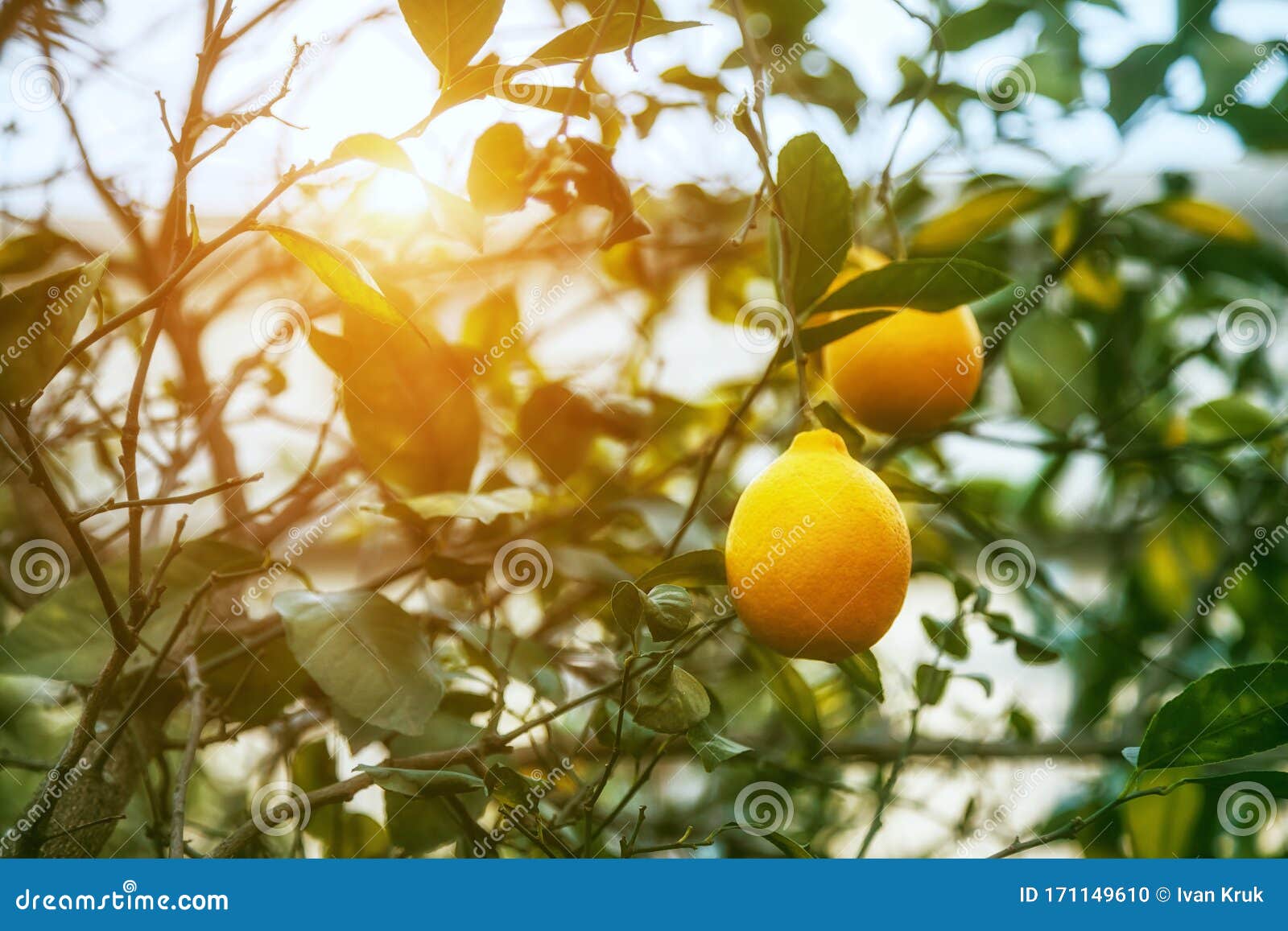 Ripe Lemons Hanging on Tree Stock Photo - Image of plantation, branch ...