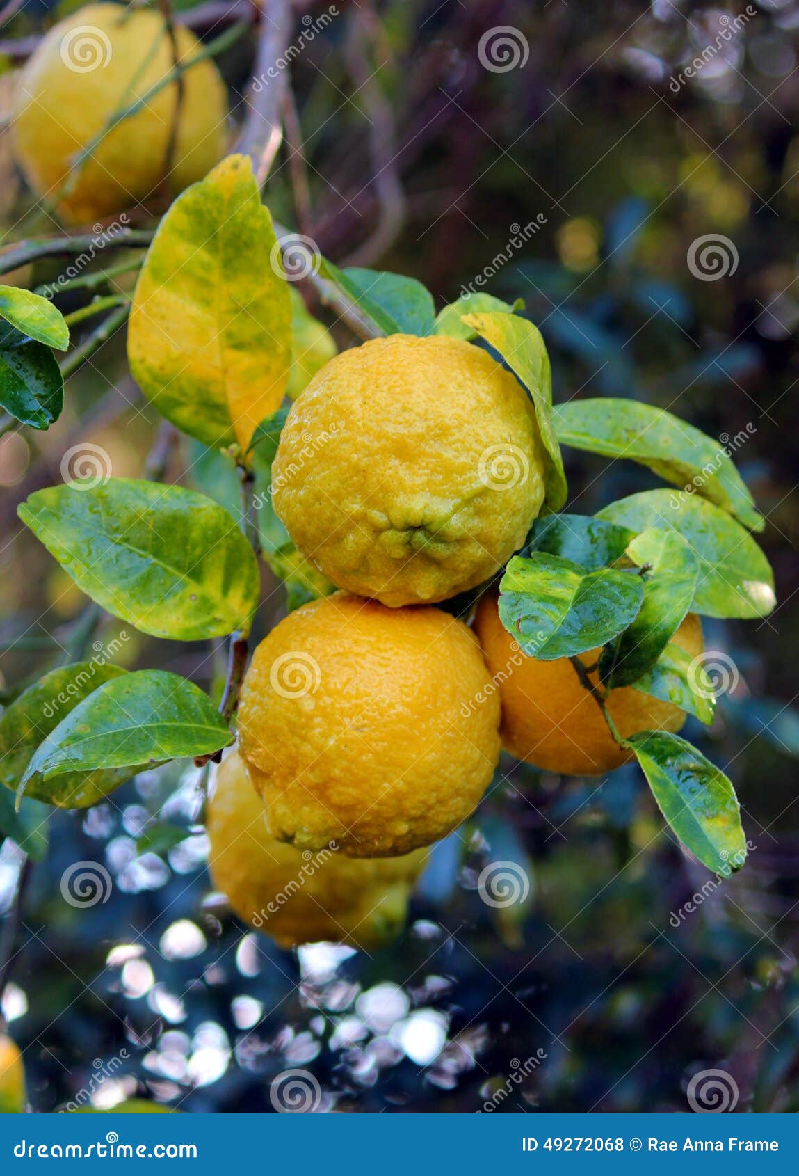 Ripe Lemons on Lemon Tree in Florida Stock Photo - Image of ...