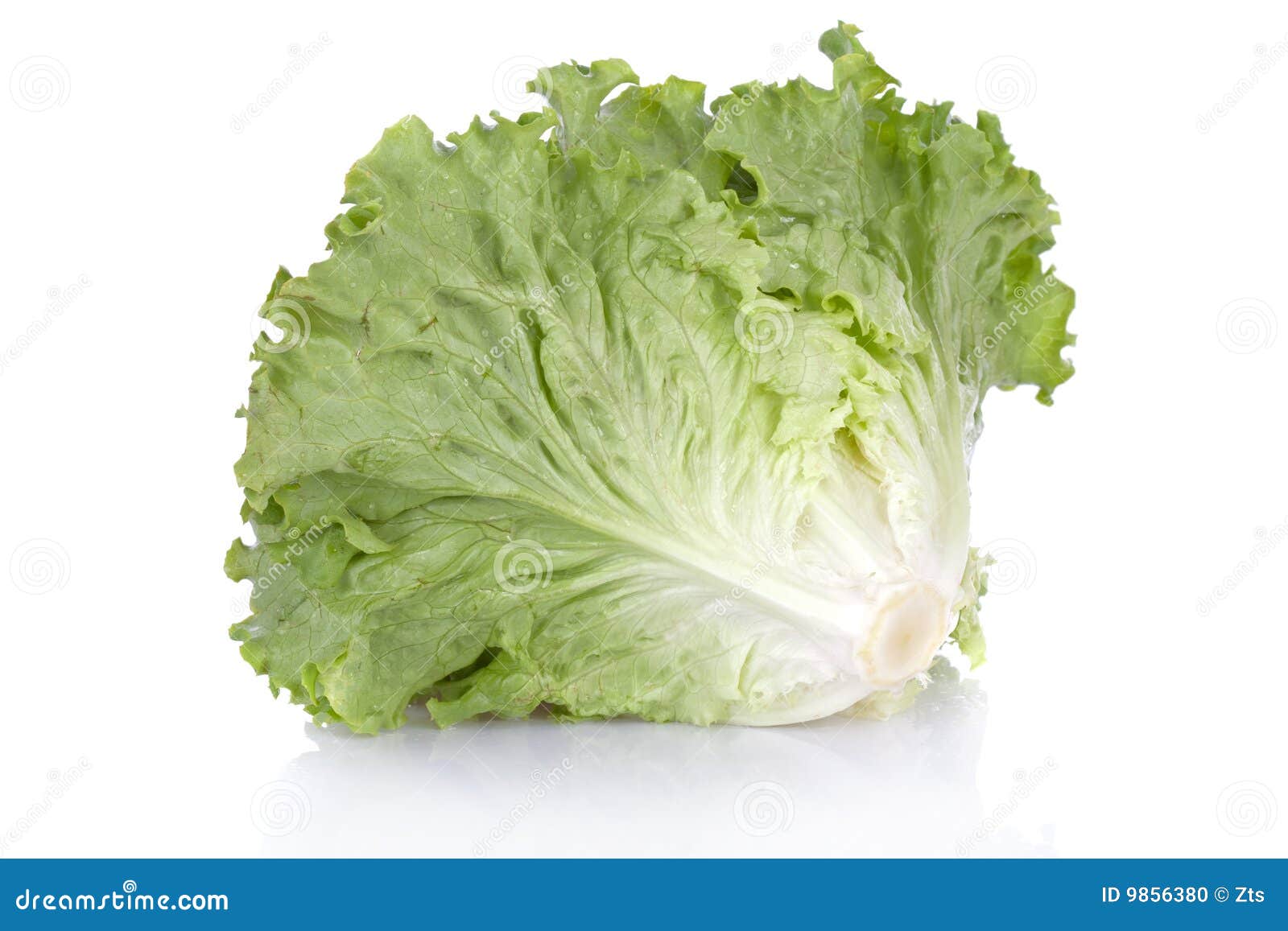 Ripe lettuce stock photo. Image of letuce, cutout, white - 9856380