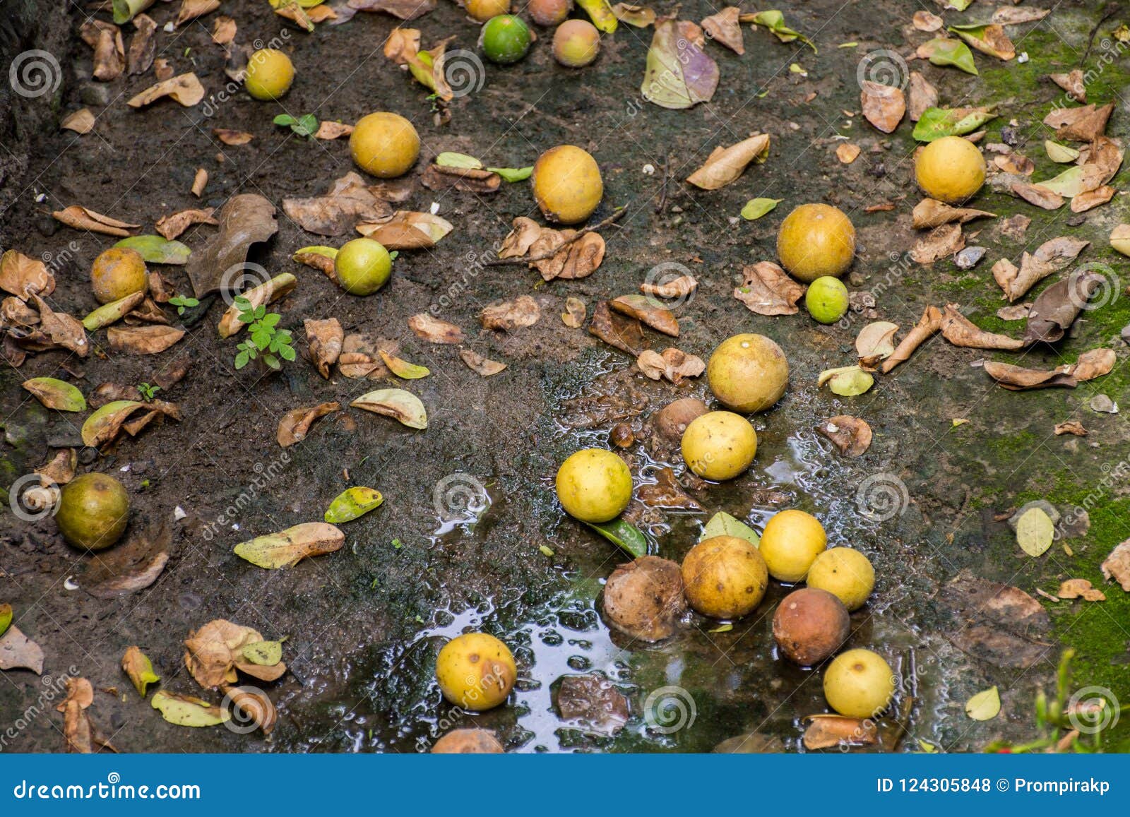 Ripe Lime Group Drop on the Floor. Stock Photo - Image of brown, moldy ...