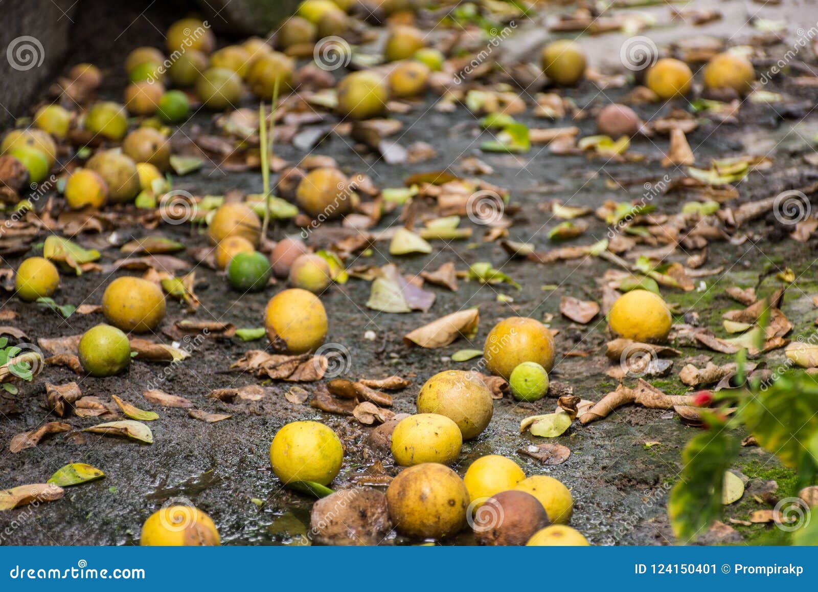 Ripe Lime Group Drop on the Floor. Stock Image - Image of floor ...