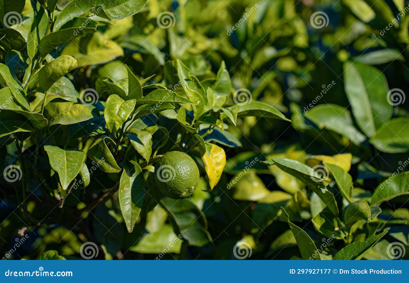 Ripe lime stock image. Image of leaf, citrus, farm, fruit - 297927177