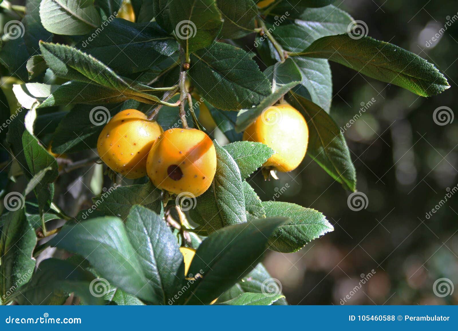 RIPE LOQUAT FRUIT on a TREE Stock Photo - Image of garden, bright ...