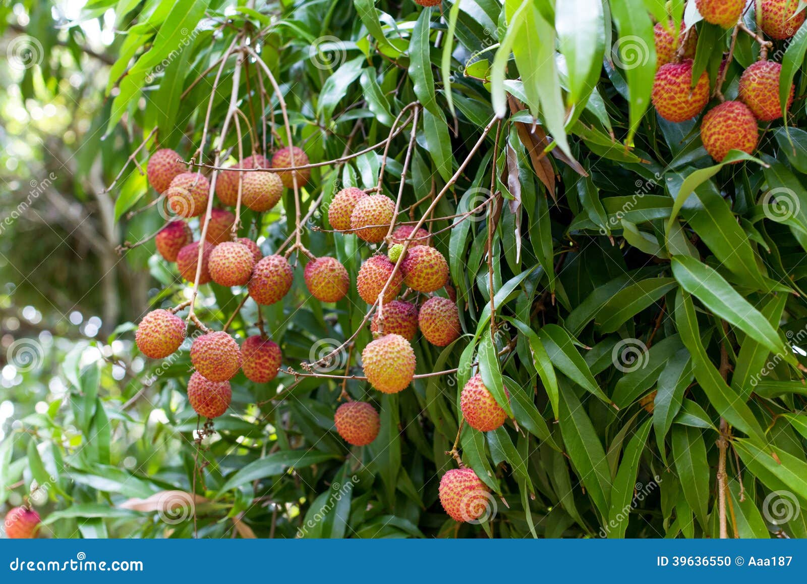 Ripe Lychee Fruit on Tree I Stock Photo - Image of branch, trees: 39636550