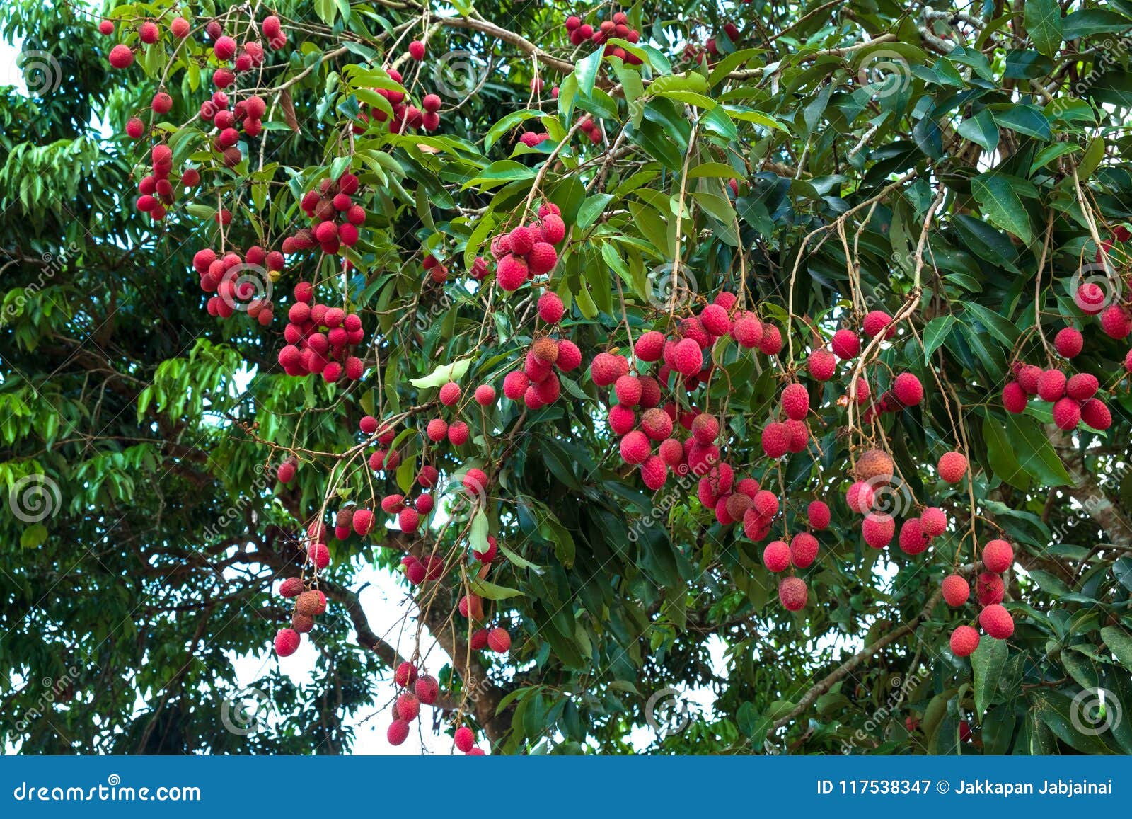 Ripe Lychee (Litchi Chinensis) Royalty-Free Stock Photography ...