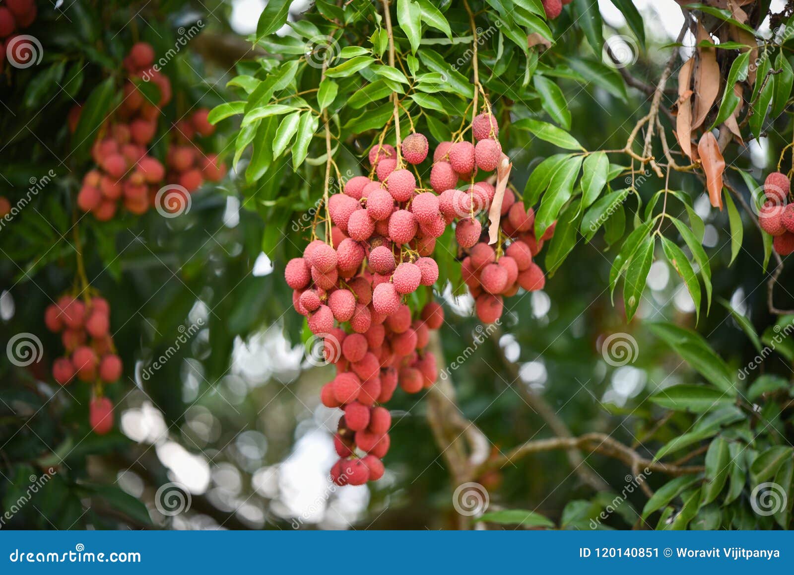 Lychee tropical fruit stock image. Image of leechee - 120140851