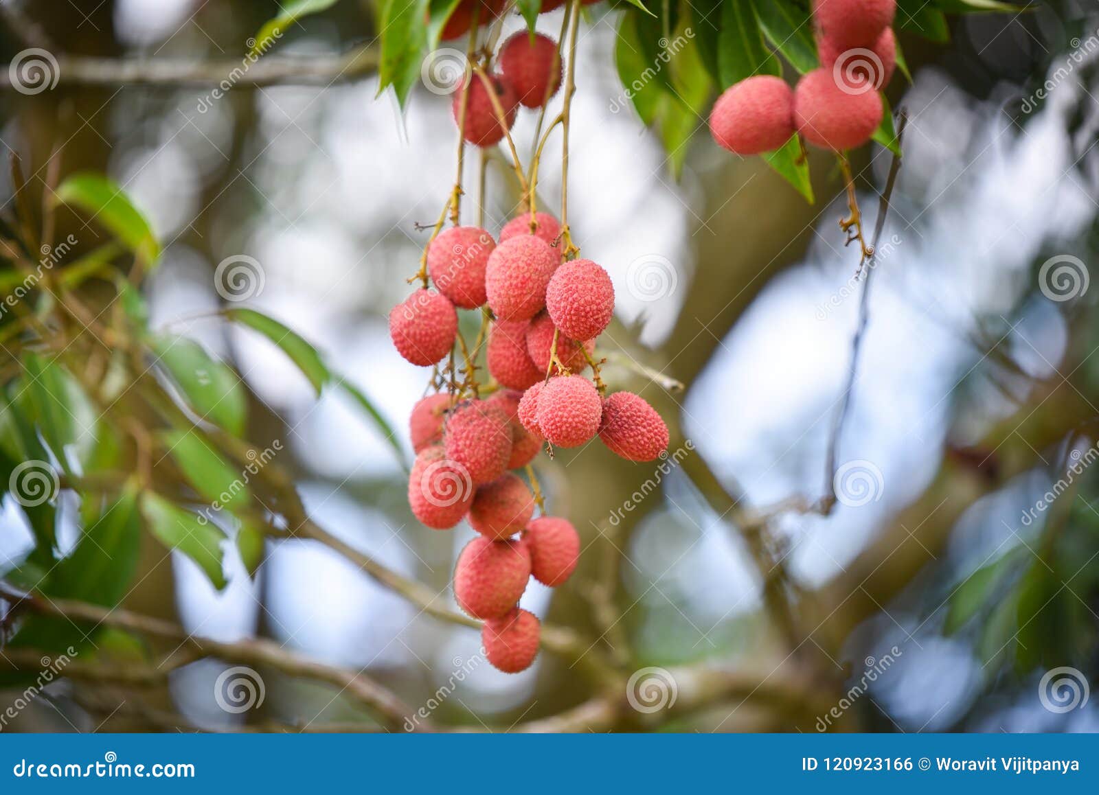 Thai Fruit Lychee Tropical Fruit Stock Photo - Image of litchee, berry ...