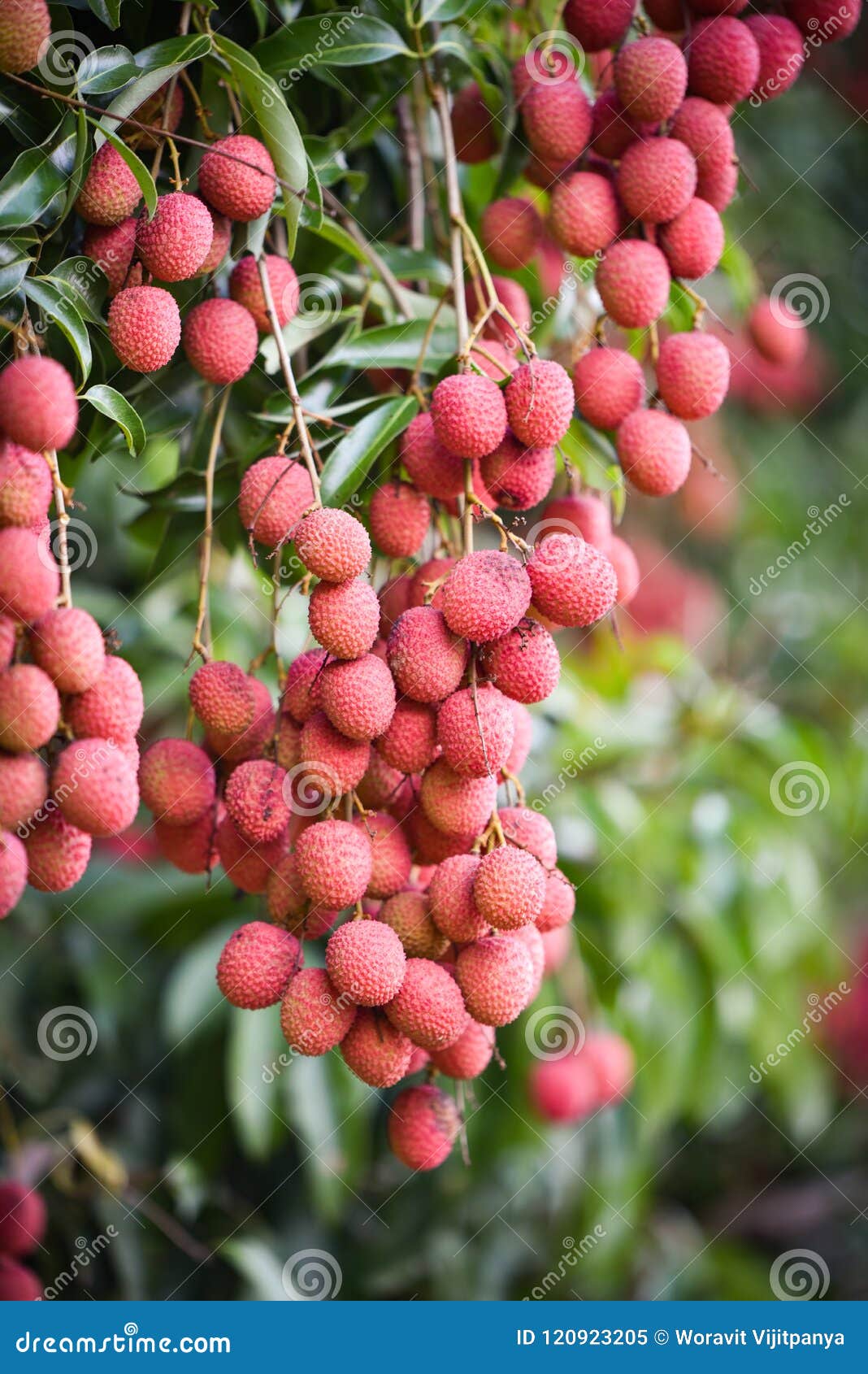 Thai Fruit Lychee Tropical Fruit Stock Image - Image of group, asian ...