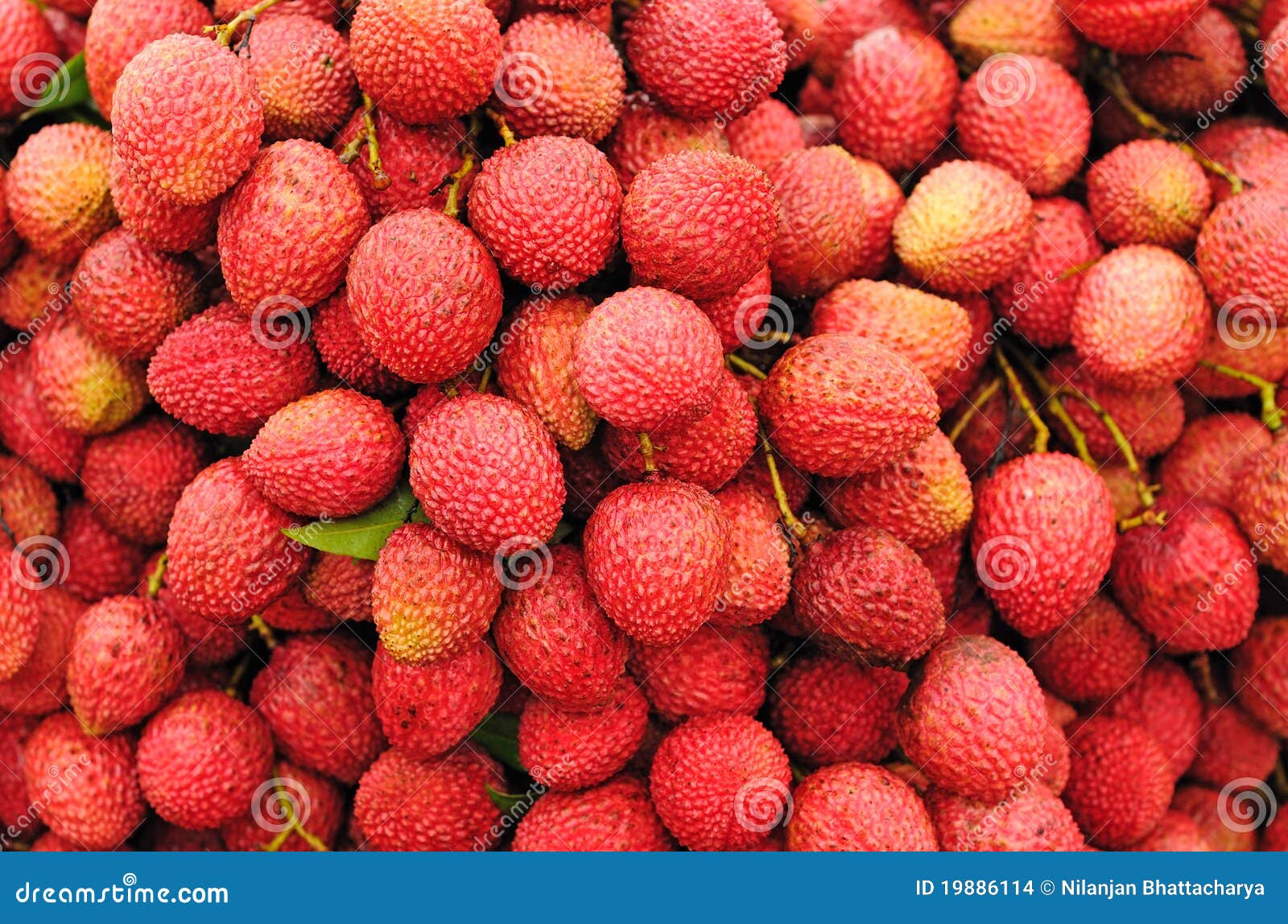 Ripe Lychee fruits stock photo. Image of refreshing, bunch - 19886114