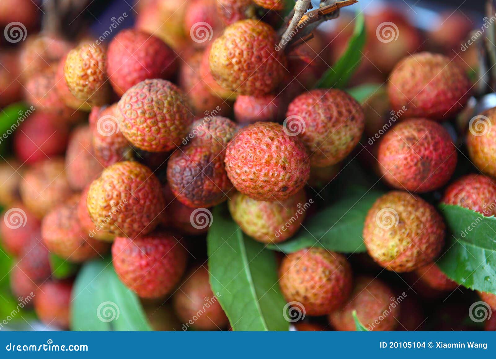 Ripe Lychee fruits stock photo. Image of ingredient, tropical - 20105104
