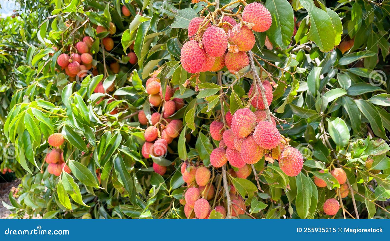Ripe Lychees Fruit on a Tree. Stock Image - Image of health, nutrition ...