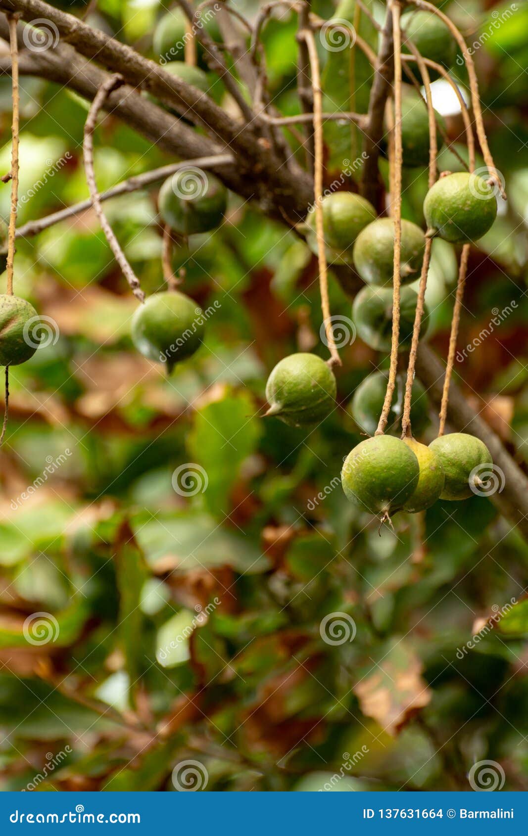 Ripe Macadamia Nuts Handing on Macadamia Tree Ready for Harvest Stock ...
