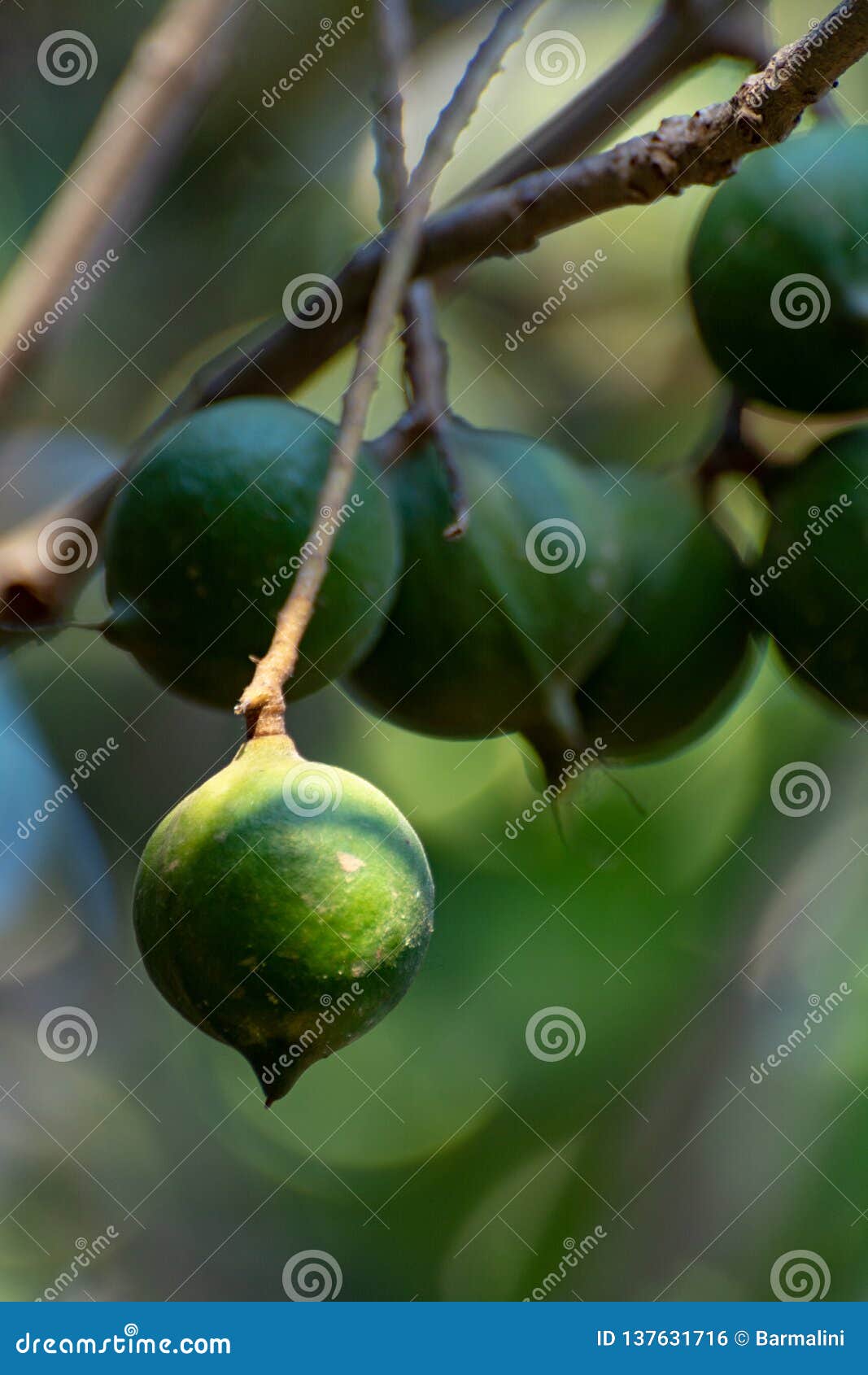Ripe Macadamia Nuts Handing on Macadamia Tree Ready for Harvest Stock ...