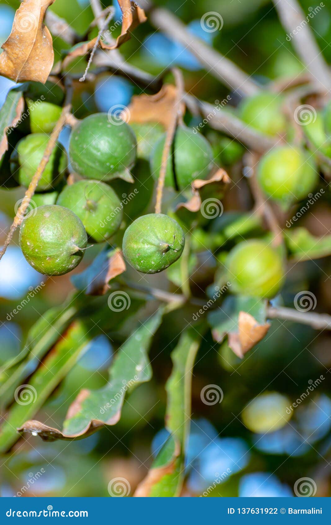 Ripe Macadamia Nuts Handing on Macadamia Tree Ready for Harvest Stock ...