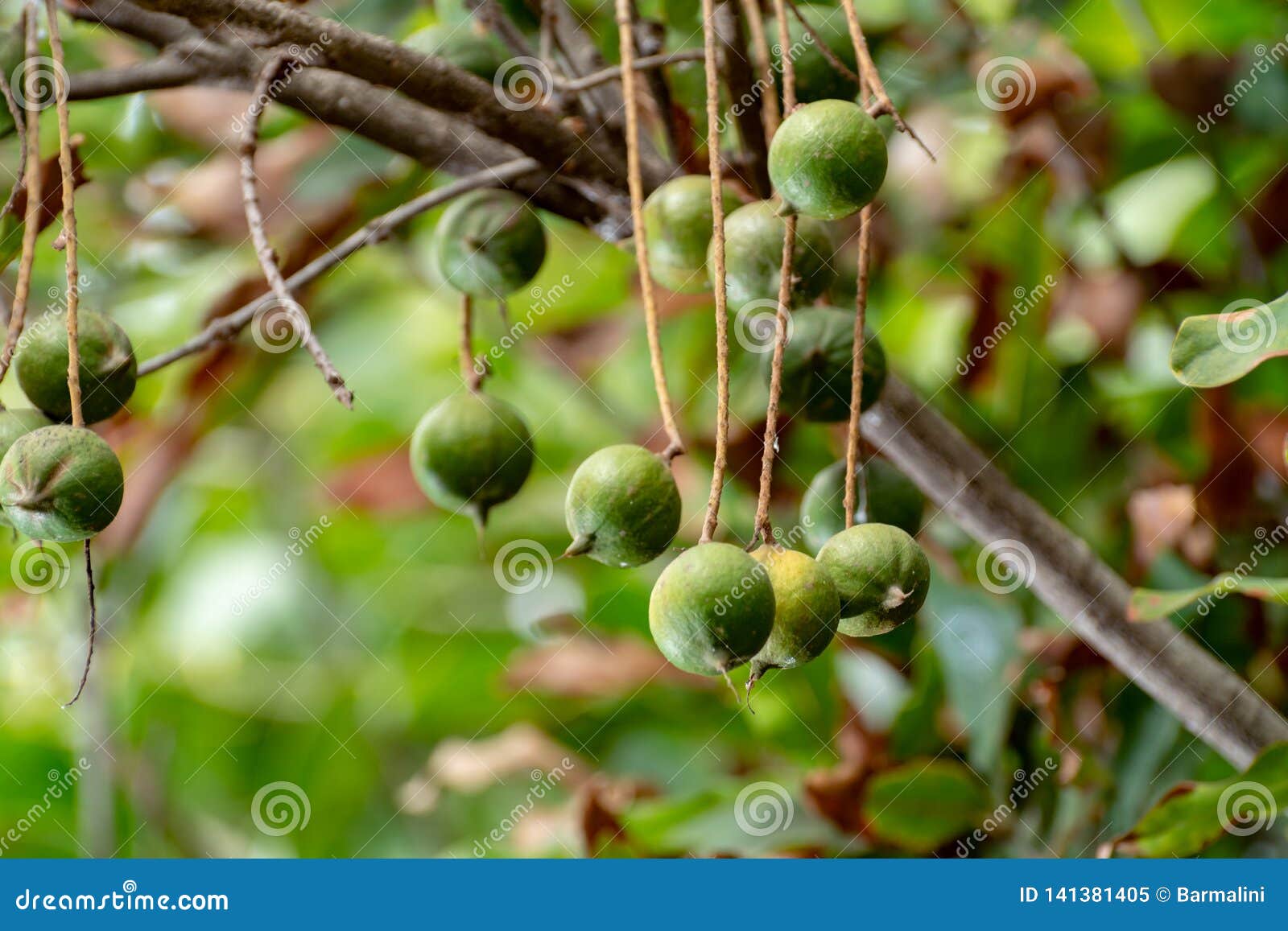 Ripe Macadamia Nuts Handing on Macadamia Tree Ready for Harvest Stock ...