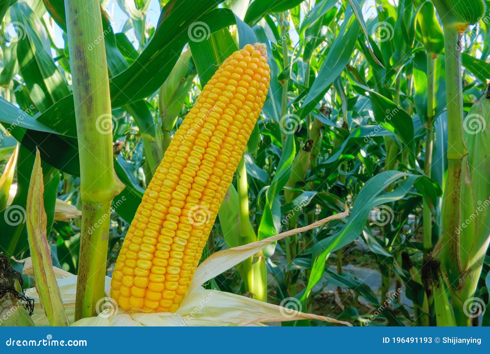 Ripe maize cob stock image. Image of crop, leaf, cultivated - 196491193