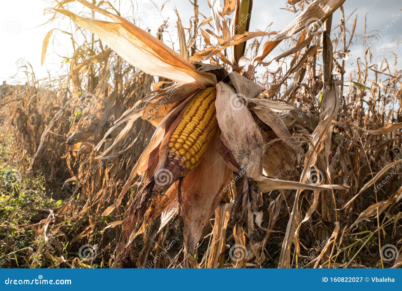 Ripe maize corn on the cob stock image. Image of food - 160822027 Ripe maize corn on the cob stock image. Image of food - 160822027