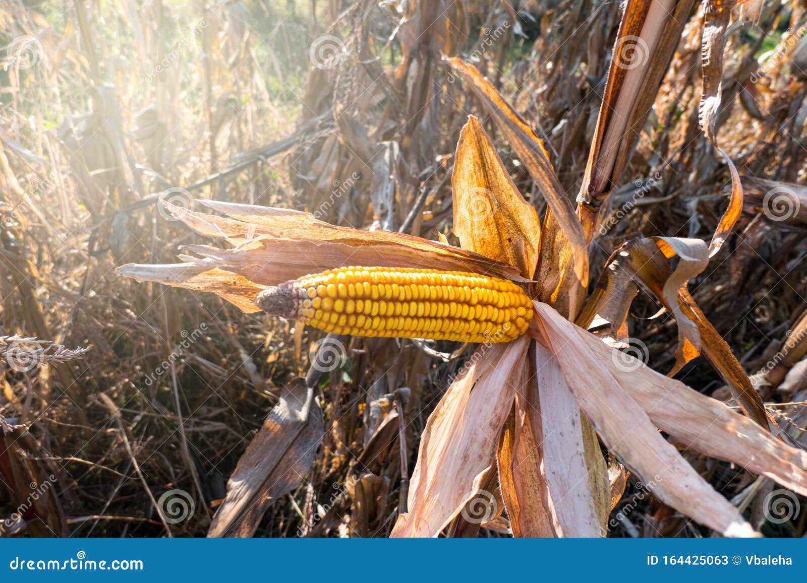 Ripe maize corn on the cob stock image. Image of grain - 164425063 Ripe maize corn on the cob stock image. Image of grain - 164425063