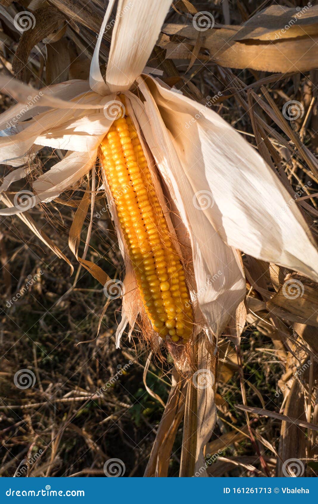 Ripe maize corn on the cob stock image. Image of countryside - 161261713 Ripe maize corn on the cob stock image. Image of countryside - 161261713