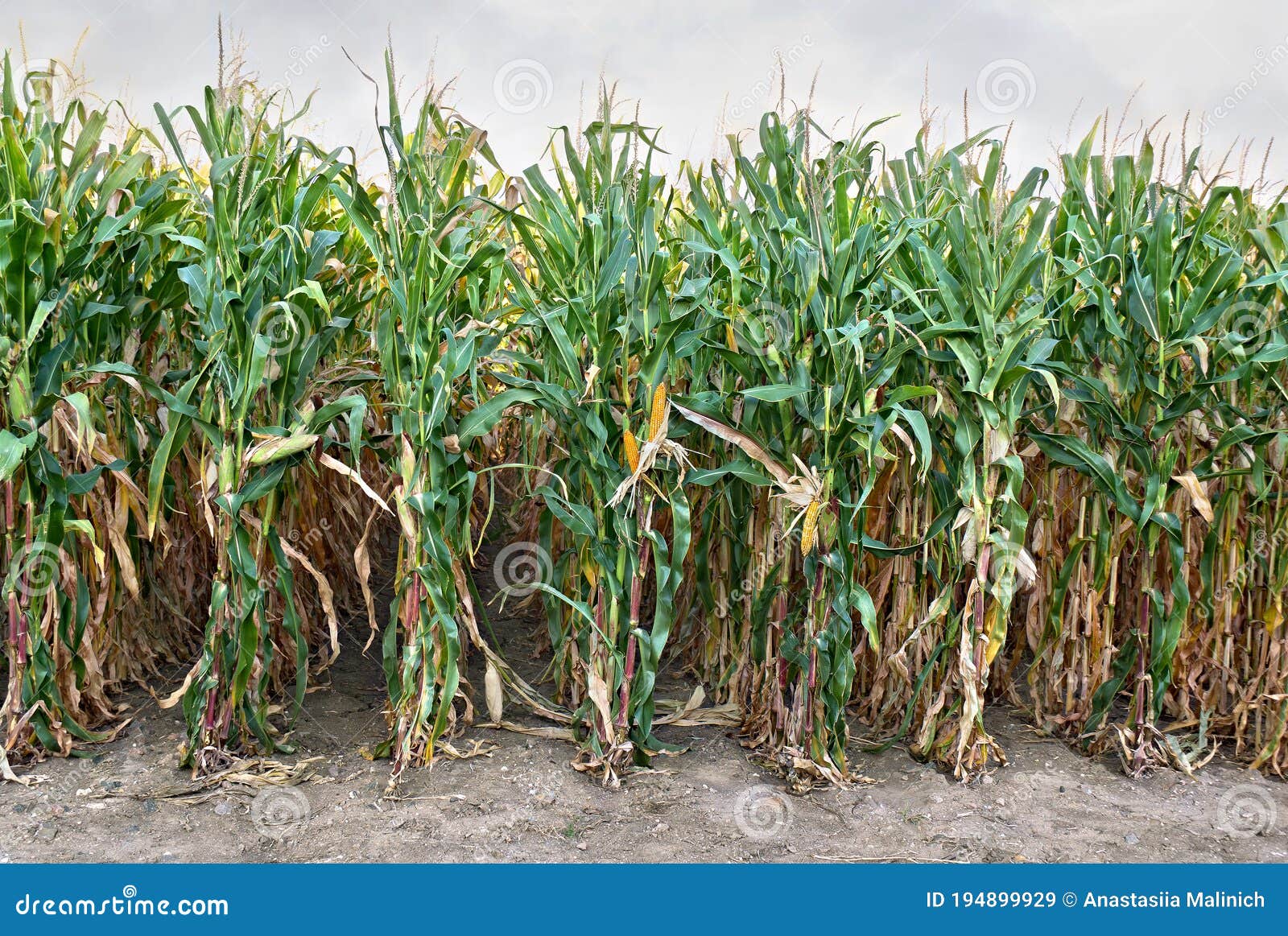 Ripe Maize Corn on a Corn Field in Summer Stock Image - Image of corn ... Ripe Maize Corn on a Corn Field in Summer Stock Image - Image of corn ...