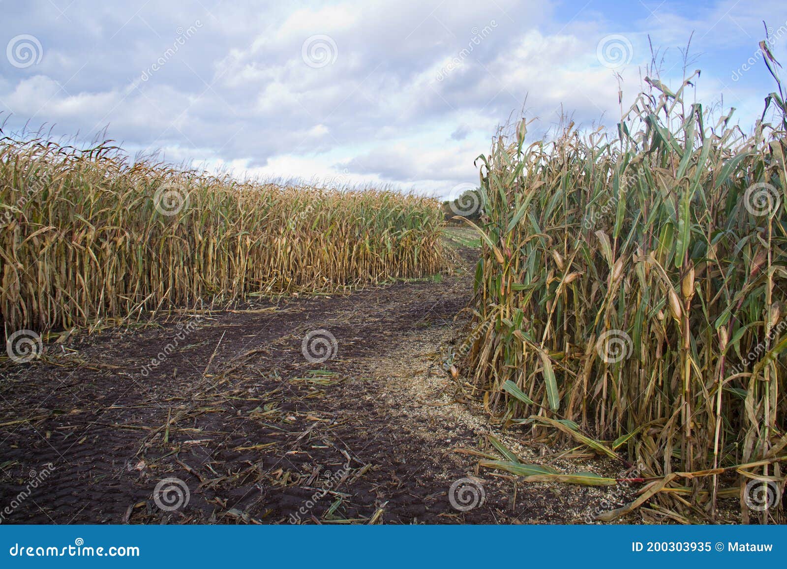 Path through Maize field stock image. Image of weeds - 200303935