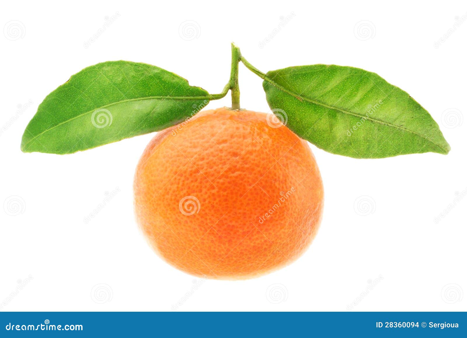 Ripe Mandarin with Green Sprouts Leaves. Stock Photo - Image of closeup ...